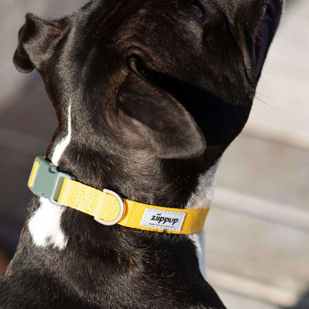 Yellow Dog Collars, Leads & Leashes Online – ziippup